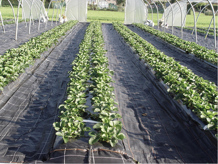 Mogelijkheden met biologische aardbeiplanten | ccbt